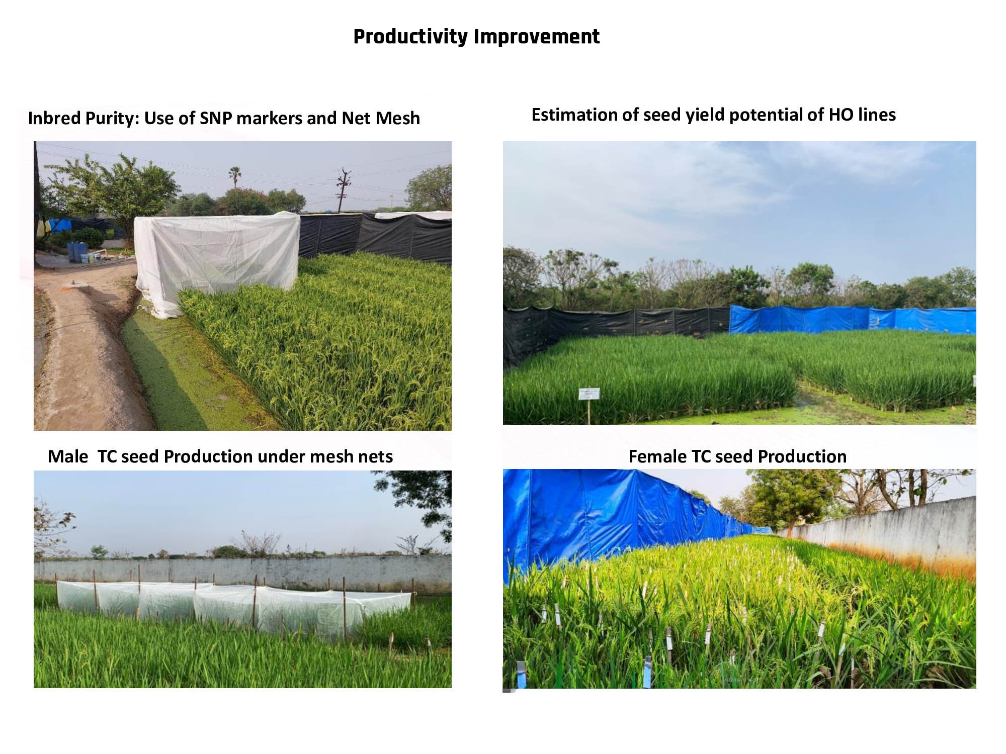 SeedWorks - Seed That Works